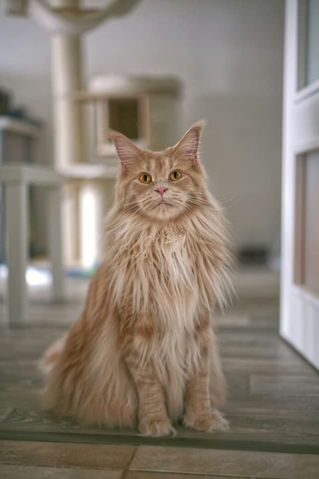 Maine Coon AI Portraits | 35+ Styles, Free Preview | Pawcaso Studio